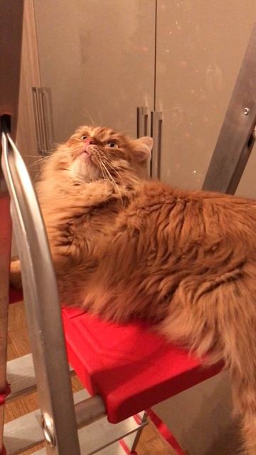 Альфушка скучает