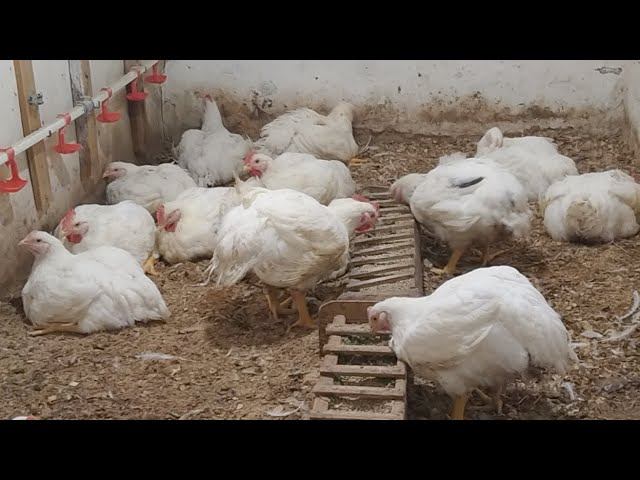 Прямой Эфир, Бройлеры В 2 Месяца