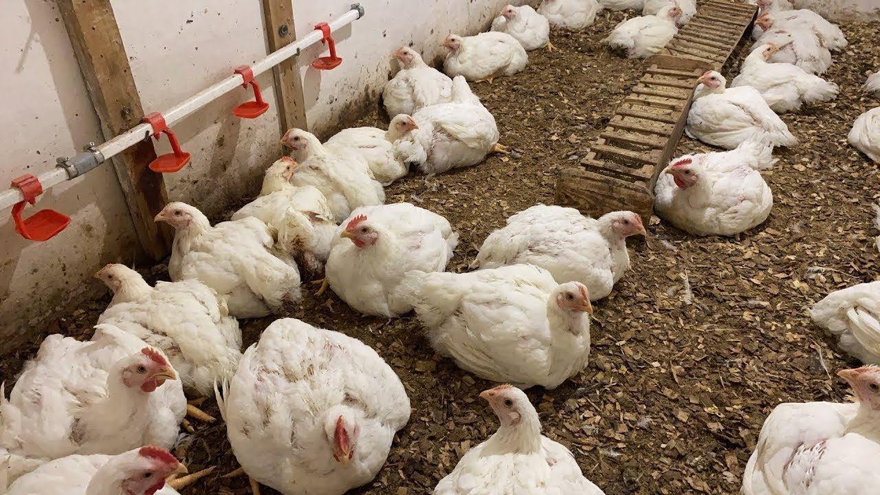 Прямой эфир Подробнее о ферментационной подстилке