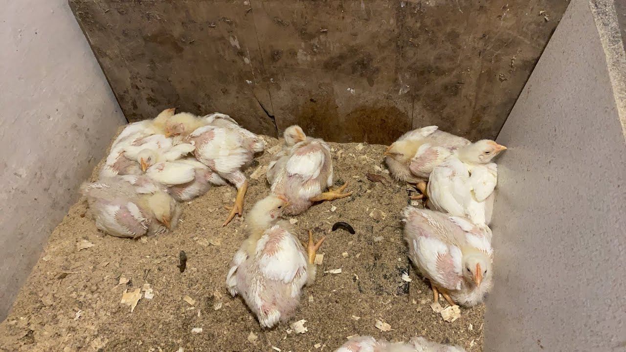 19 дней цыплятам, перевела на напольное содержание