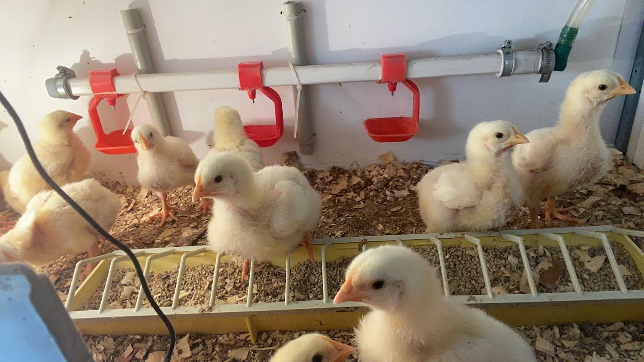 8 дней бройлерам: рост, поведение и первые результаты.