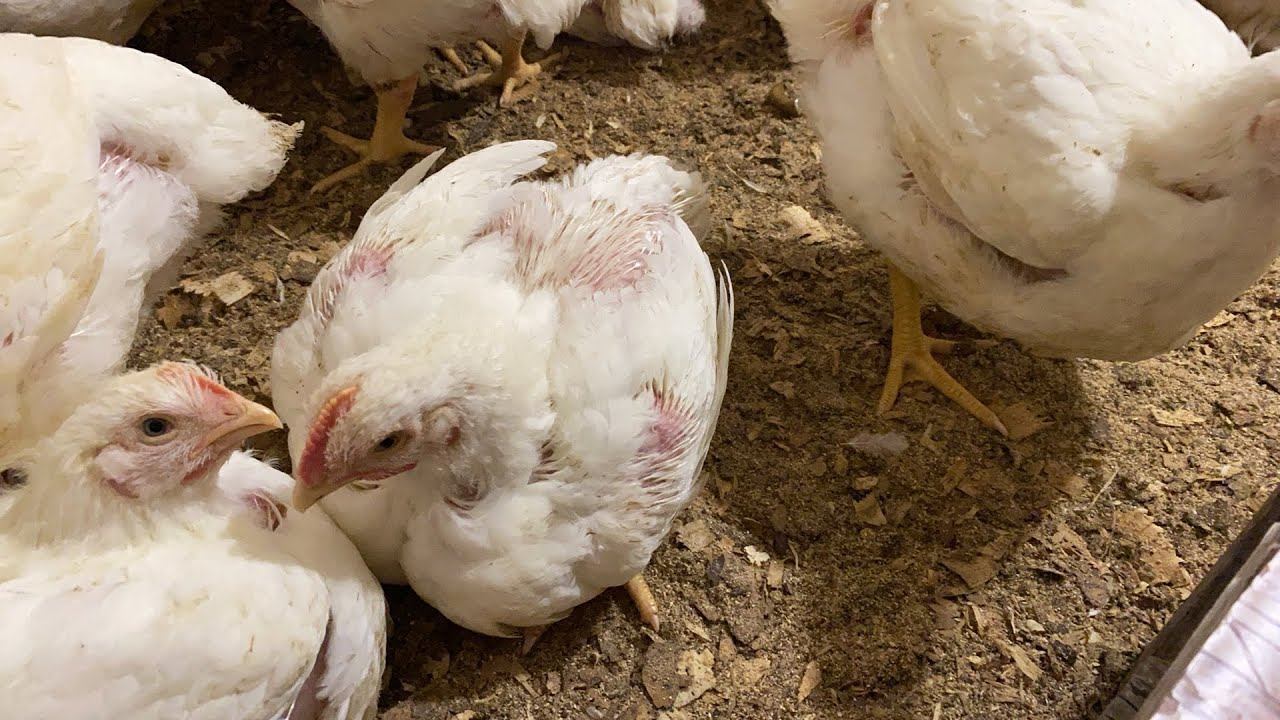 Бройлерам 36 дней вес до 3 кг. Вопрос ответ