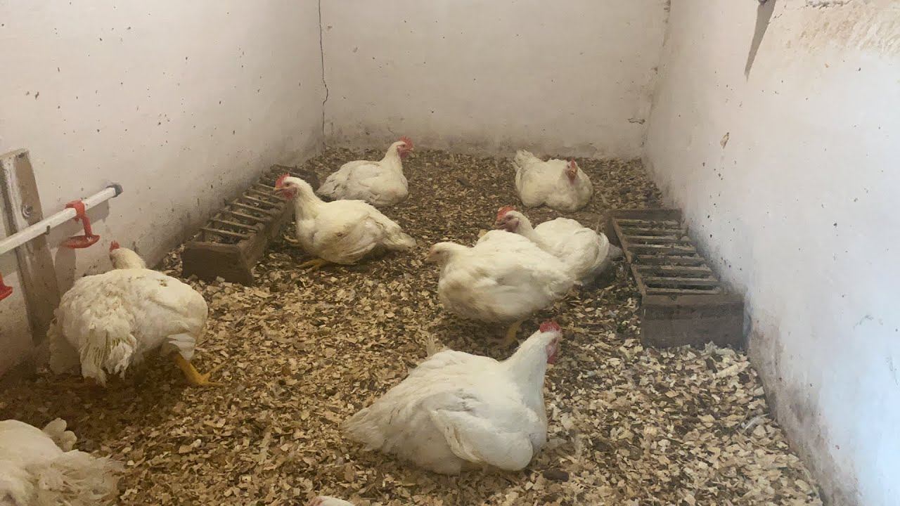 Почему выпадает клоака у цыплят бройлеров