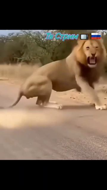 Эти забавные животные 👍👍👍