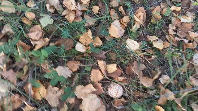 Мухоморы_13.09.25