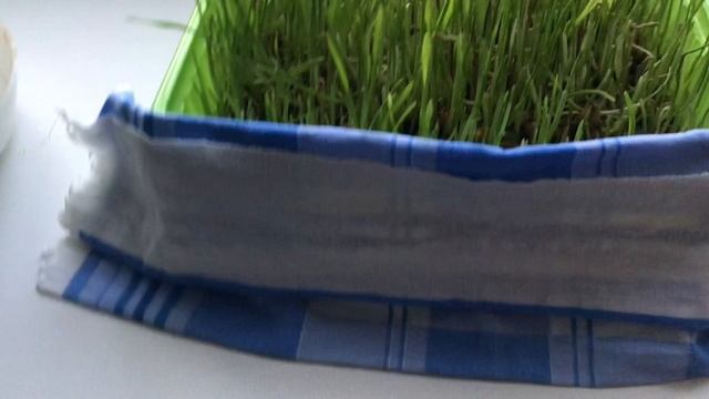 КОТ МУРЫШ ЖУЁТ ТРАВКУ! КОТЫ!!!