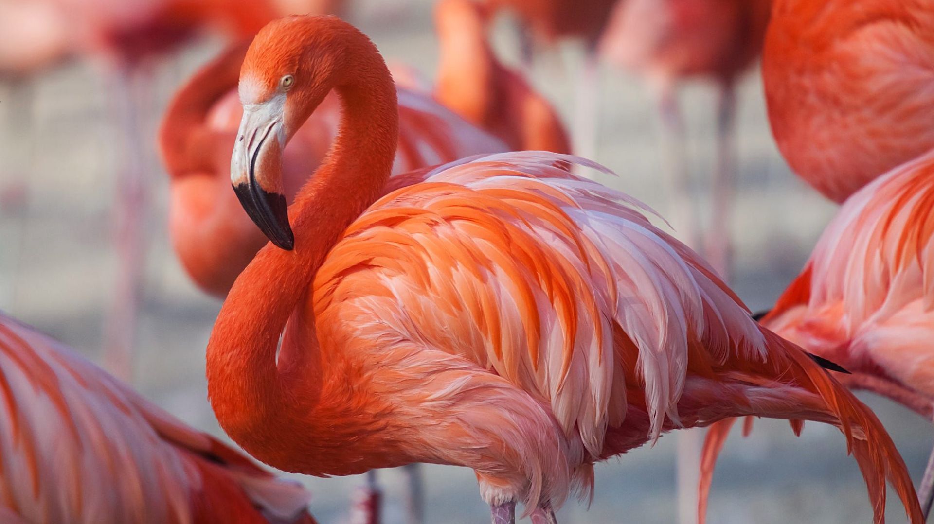 Птица утренней зари  *    Фламинго