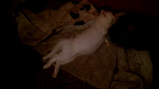 Я не сплю, я не сплю...