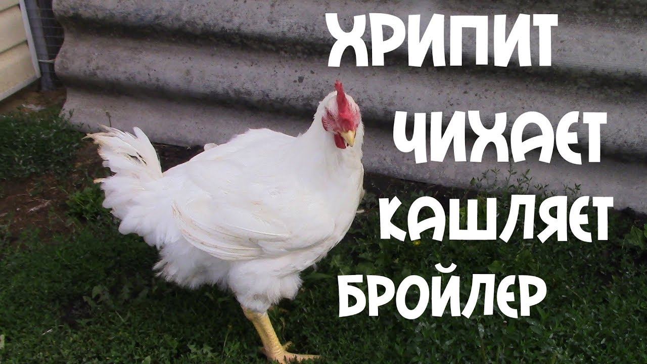ПОЧЕМУ ХРИПЯТ, ЧИХАЮТ И КАШЛЯЮТ БРОЙЛЕРЫ. ЧТО ДЕЛАТЬ?