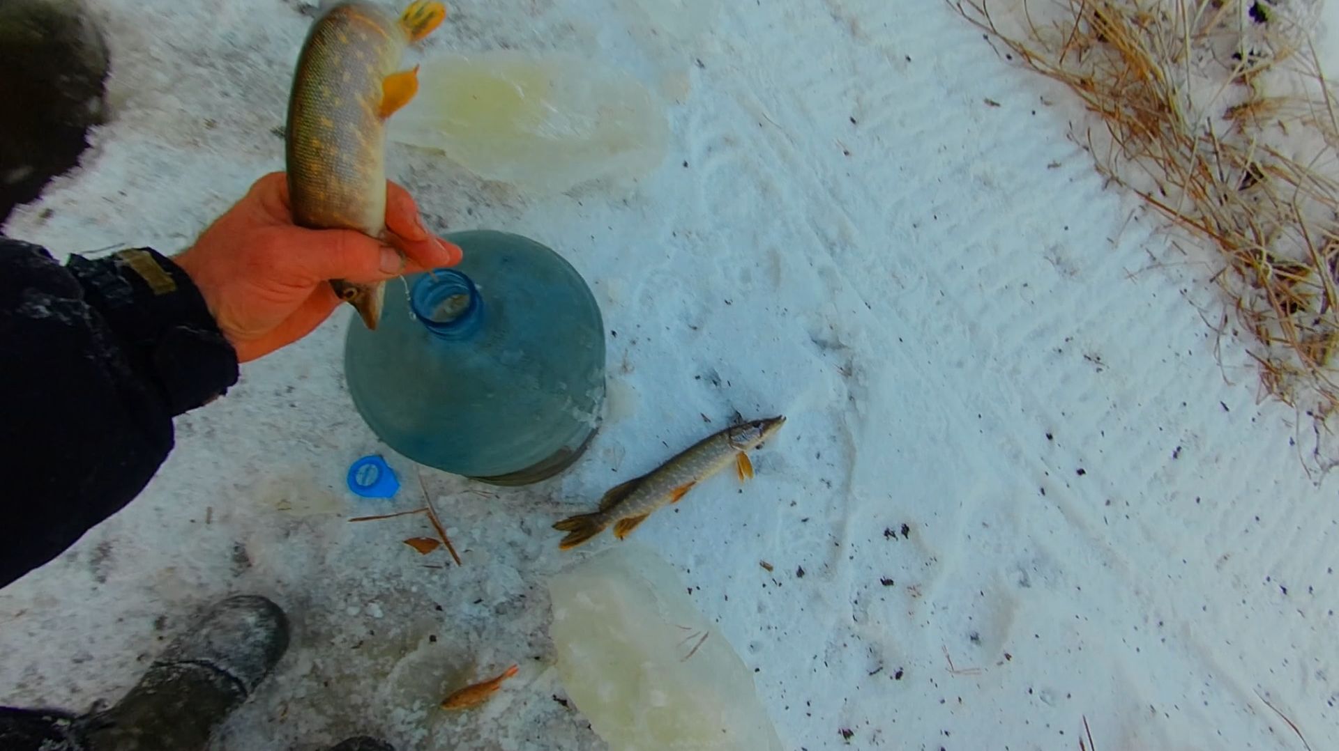 Спасаю рыбу от замора Рыба стала выплывать в мой ручей! часть 2