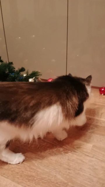 Кто елку опрокинул? Мася в шоке