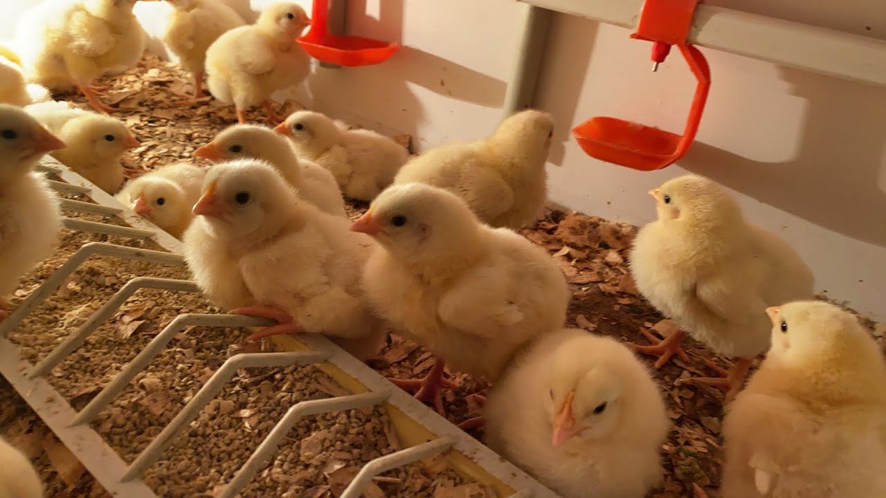 Как определить пол цыплёнка на 4-е сутки, показываю в прямом эфире