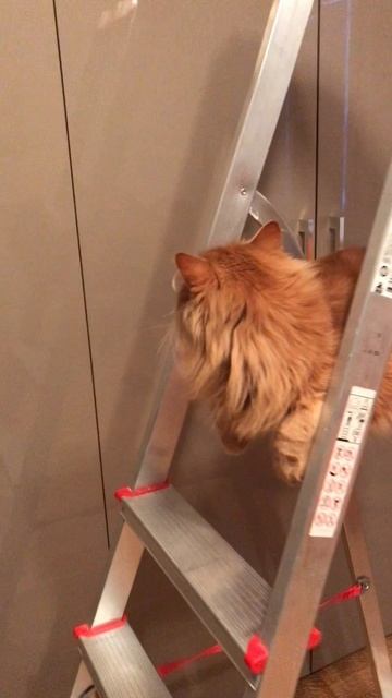 Мася, Альфушка, ремонт 🙀