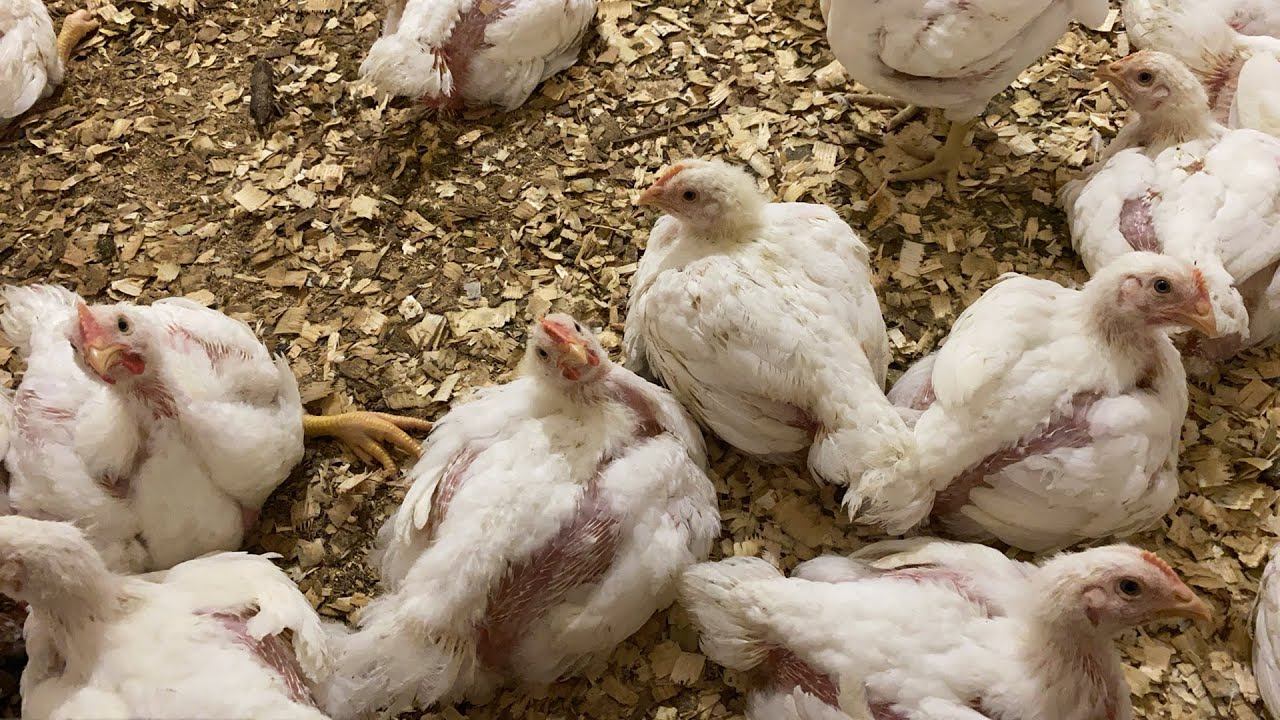 Прямой эфир, 32 дня, взвешиваем бройлеров