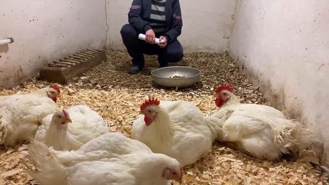 Подводим итоги весеннего выводка 2021 года