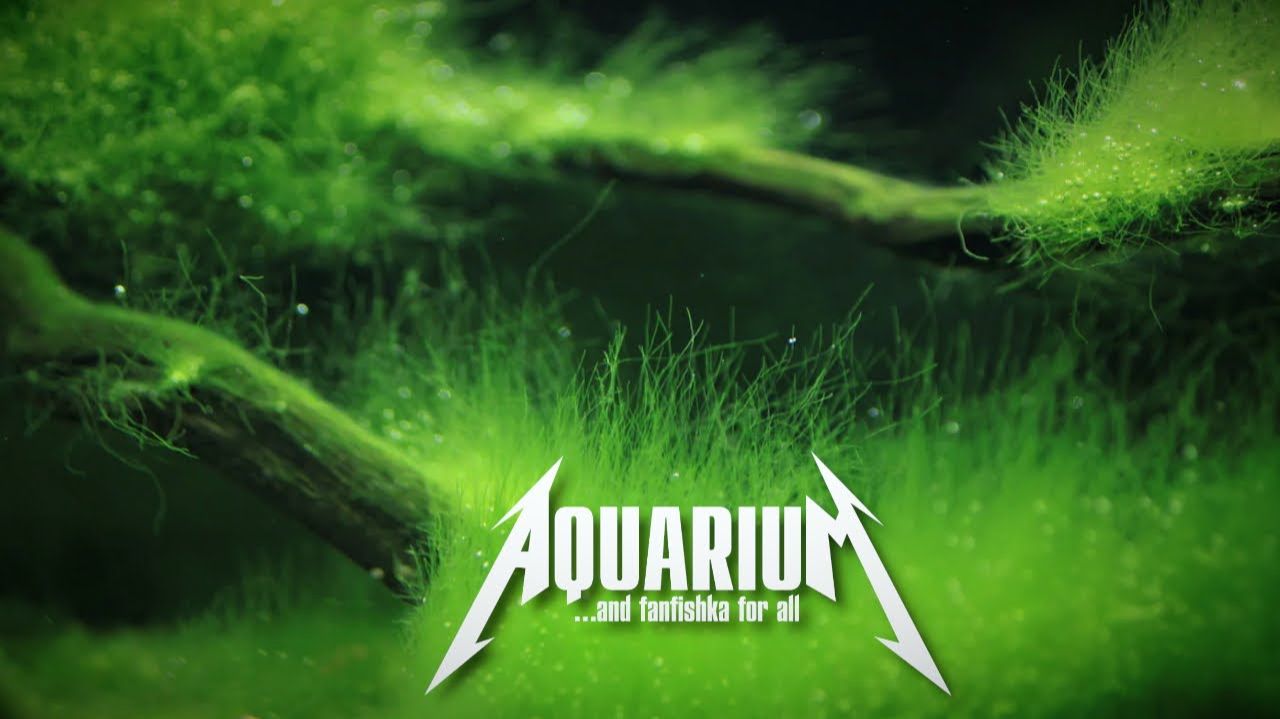 Акваскейп аля «Нитчатка стаил»