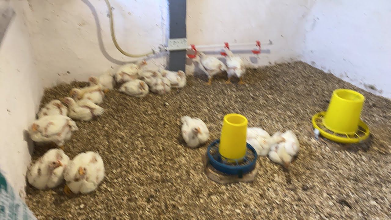 ПРОФИЛАКТИКА ВОДЯНКИ (Асцита) у бройлеров