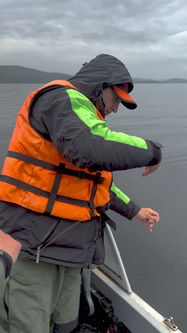 Налим на поставушку