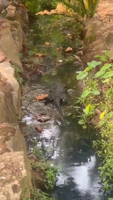 Встретили варана рядом с нашим домиком в Унаватуна на Шри-Ланке