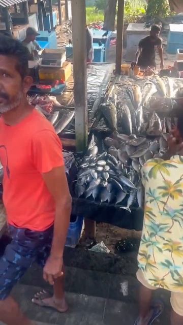 Огромный ассортимент свежевыловленной рыбы на рынке в Унаватуна (Шри-Ланка) по недорогим ценам