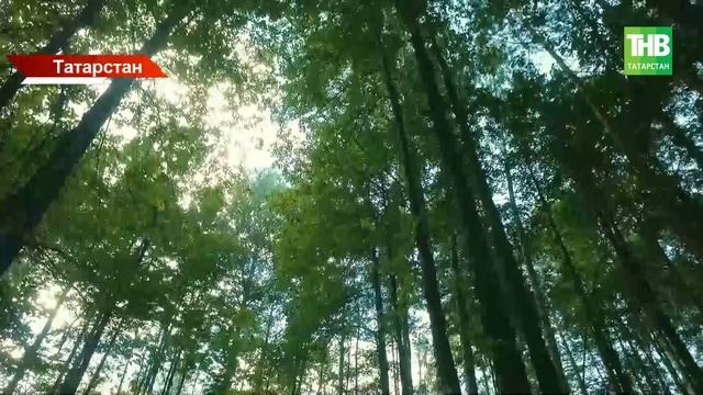 Экология вместо мегаполисов: Татарстан обошёл Москву