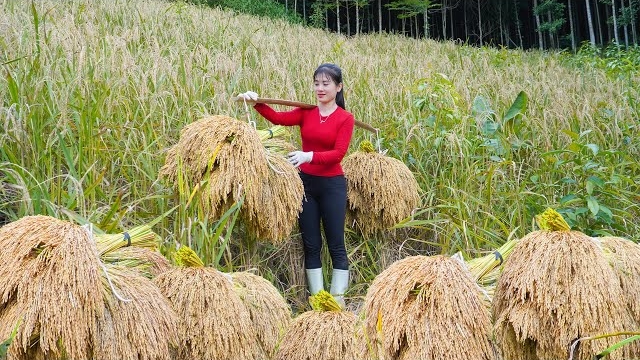 Сбор урожая горного риса. Как сушить и консервировать горный рис. Нхат. Вьетнам