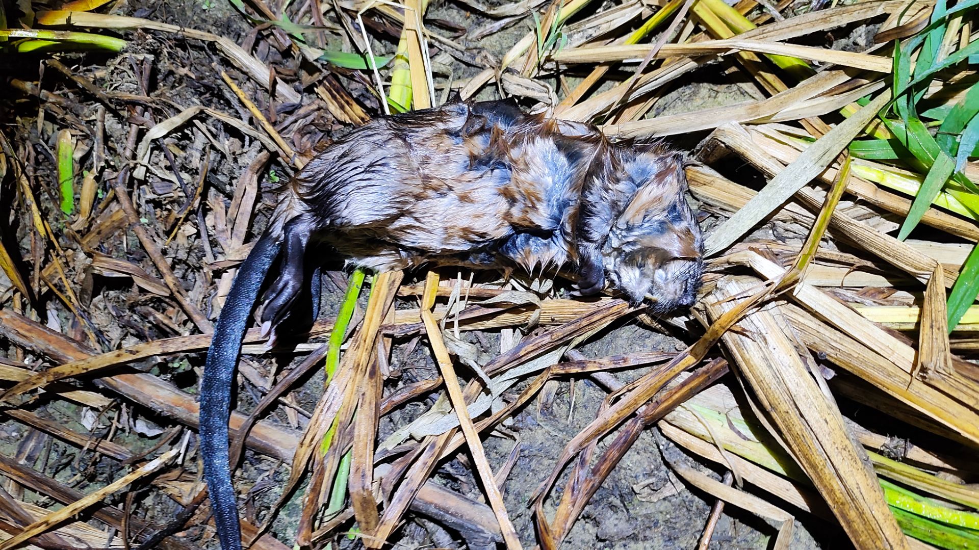 Охота на ондатру и рыбалка осенним вечером