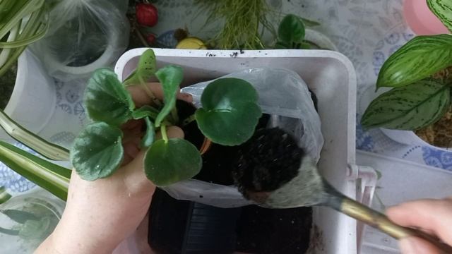 и снова о пересадке цветов