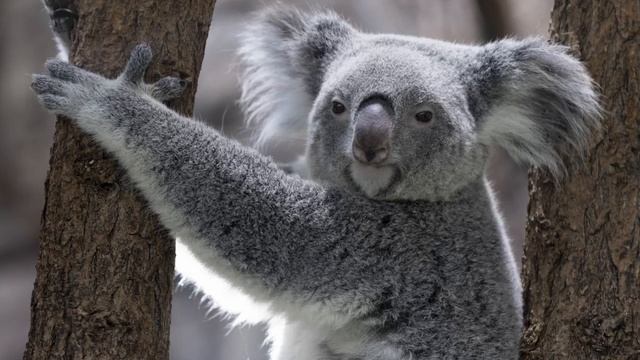 21  2026_01_17_Обсуждение_Семинар_Святилище_Тема_11_Хлебное_Приношение