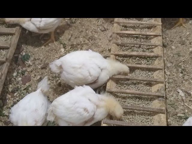 Прямой Эфир. Бройлеры 27 День Взвешивание