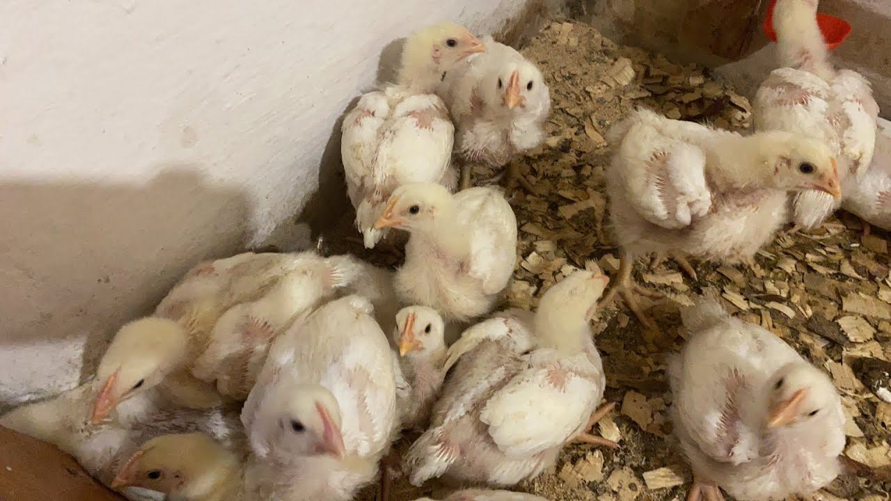 Прямой эфир. Бройлерам 16 дней