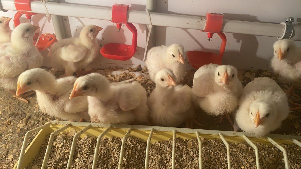 Прямой эфир. Цыплятам 9 дней