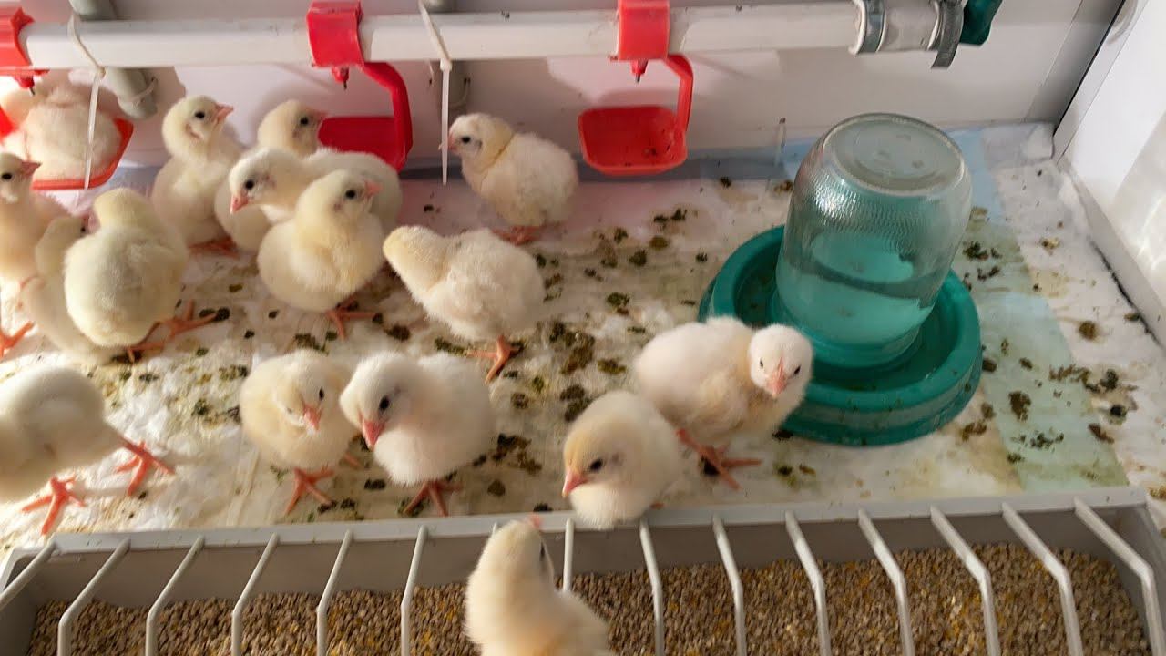 И снова цыплята бройлеры, первый день