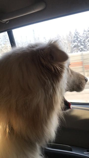 Ричик едет в гости