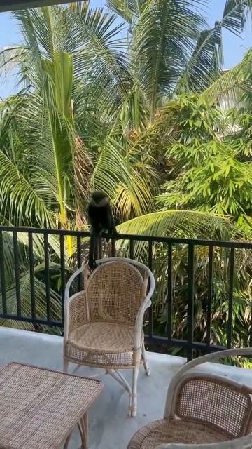 Каждое утро на Шри-Ланке приходят обезьянки