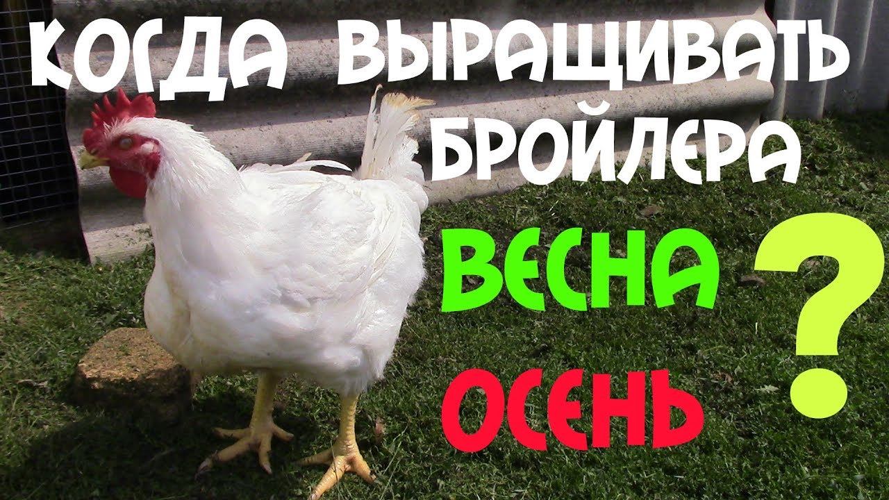 Когда лучше выращивать бройлеров