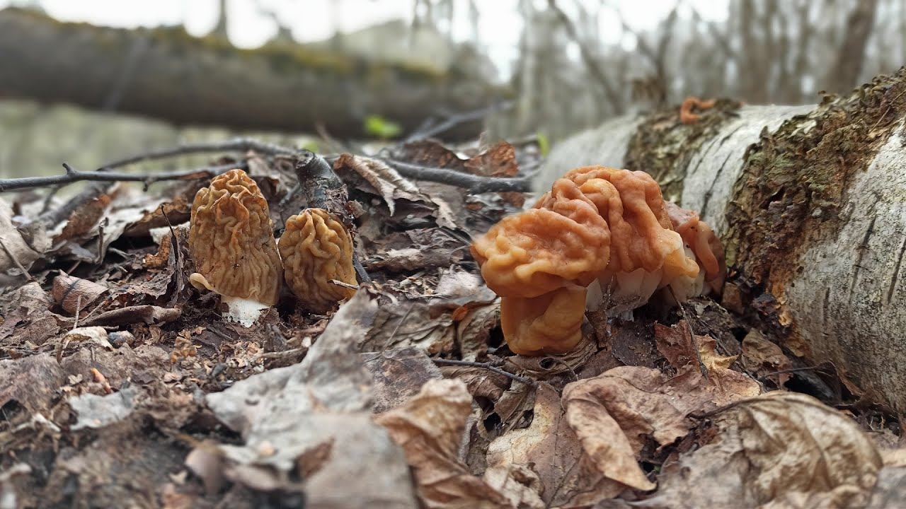 Деликатесные грибы на ваш стол / Сморчки, строчки и где их найти!