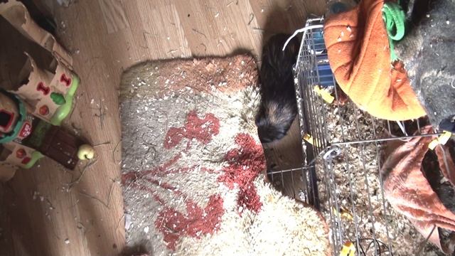 Блэкки и заготовки в замке август 2023