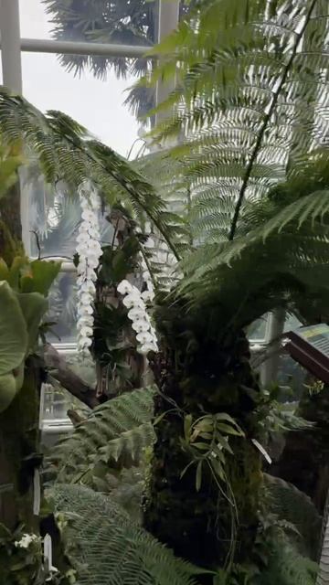 Как вам такая гигантская орхидея? Впечатляет?