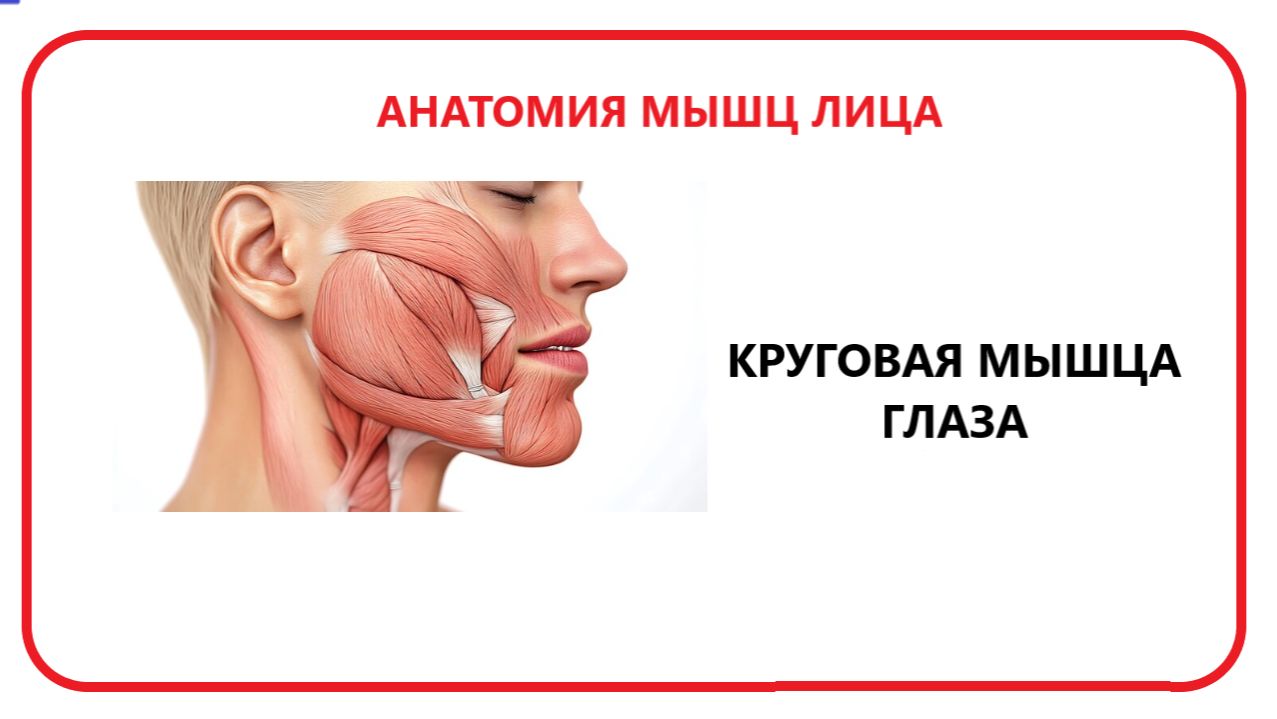 Круговая мышца глаза