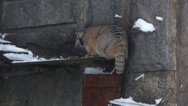 Его пушистое величество изволило пообедать! 🍽
