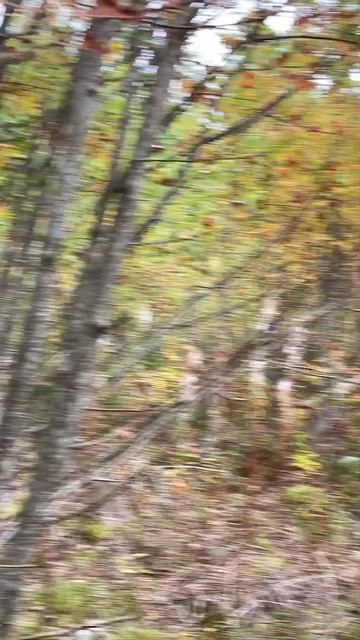 Дикая дикая тайга