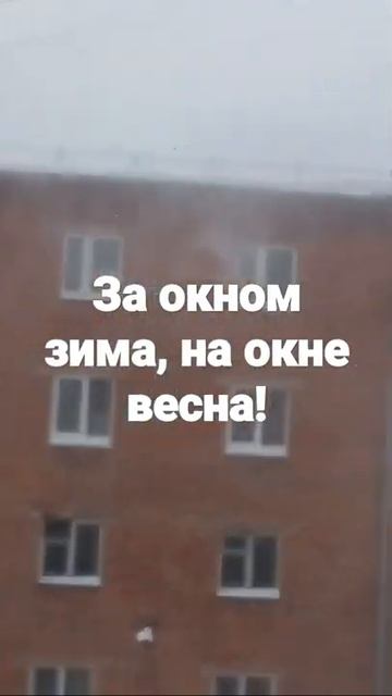 За окном зима. На окне весна. Зимушка зима. Короткое видео. Дружно заходим ко мне на канал. #Shorts