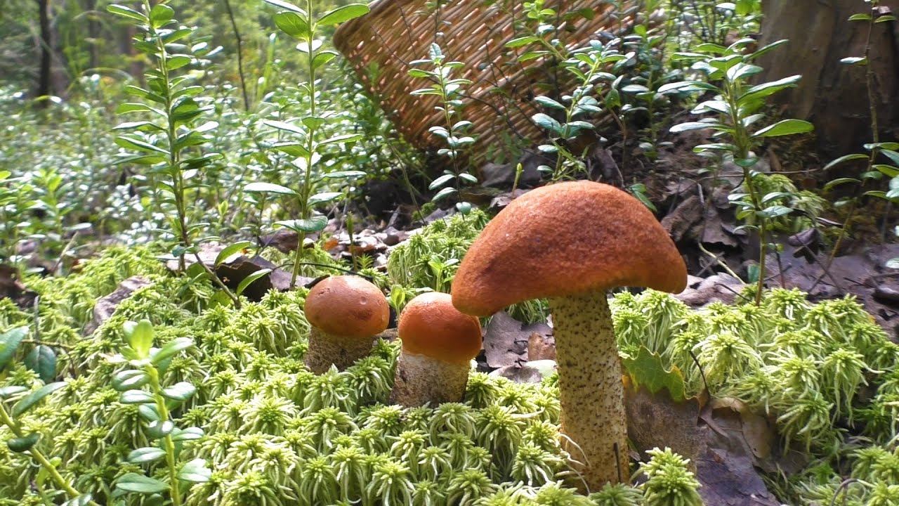 ПОДОСИНОВЫЙ ШУМ | настоящая ГРИБНАЯ СКАЗКА | грибы в межсезонье.