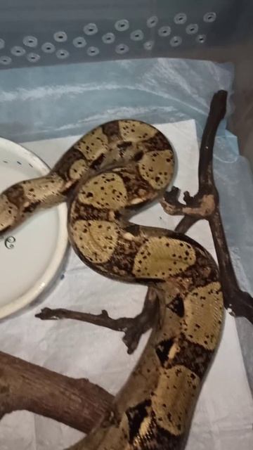 Удав Буринг переехал жить в новый контейнер. 15 января 2026 г.