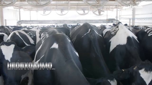 Комфортное содержание коровы – Советы от экспертов по молочному животноводству
