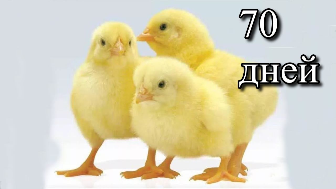 Бройлеры 70 дней | Вес 4,5–4,7 кг без потрохов | Домашний комбикорм