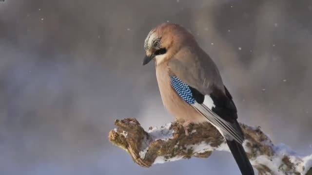 зимняя спокойная фоновая музыка для настроения расслабления и сна, природа Лес снег, winter music
