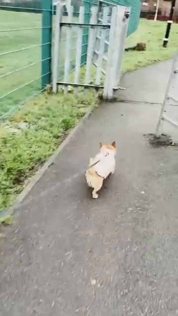 На прогулке