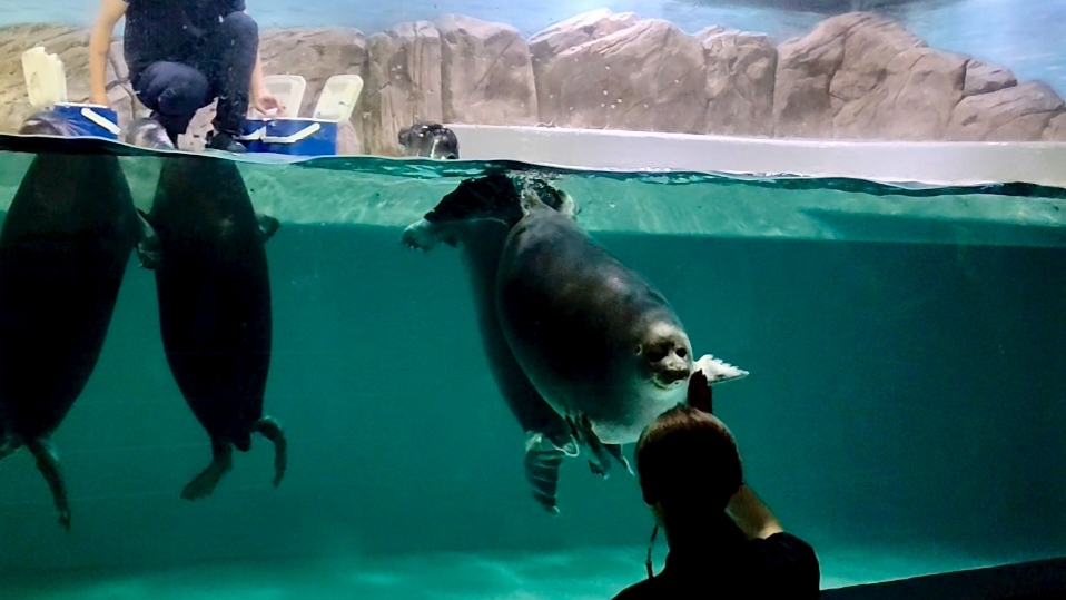 Москвариум. Тренировка нерп